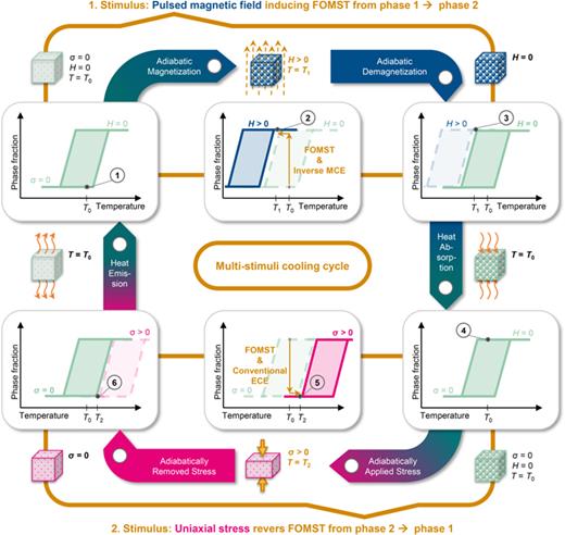 Multicaloric effect in FeRh, exploiting the thermal hysteresis in a ...