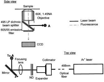 Characterization of blinking dynamics in quantum dot ensembles using ...