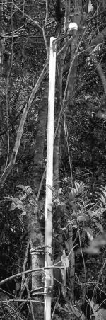 Accuracy of an acoustic location system for monitoring the position of ...