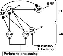 A neural circuit transforming temporal periodicity information into a ...