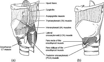 A two-dimensional biomechanical model of vocal fold posturing | The ...