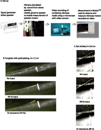 The frequency response of rat vibrissae to sound | The Journal of the ...
