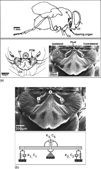 Performance analysis of the Ormia ochracea’s coupled ears | The Journal ...