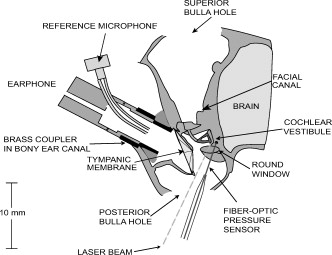 Middle ear function and cochlear input impedance in chinchilla | The ...