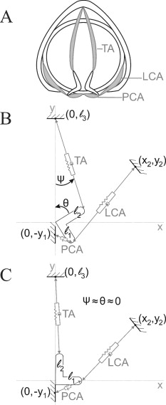 A virtual trajectory model predicts differences in vocal fold ...
