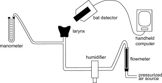 Ultrasonic output from the excised rat larynx | The Journal of the ...