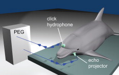 A method to enable a bottlenose dolphin (Tursiops truncatus) to ...