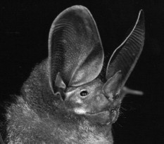 Morphology suggests noseleaf and pinnae cooperate to enhance bat ...