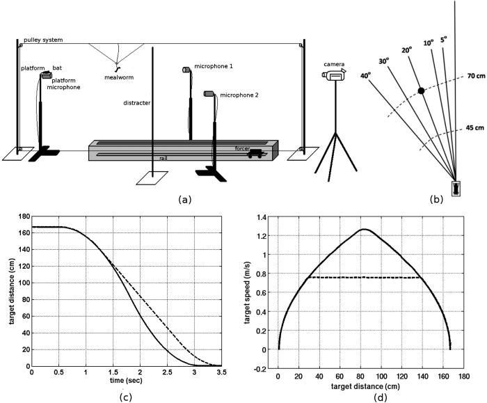 Spatial perception and adaptive sonar behavior | The Journal of the ...