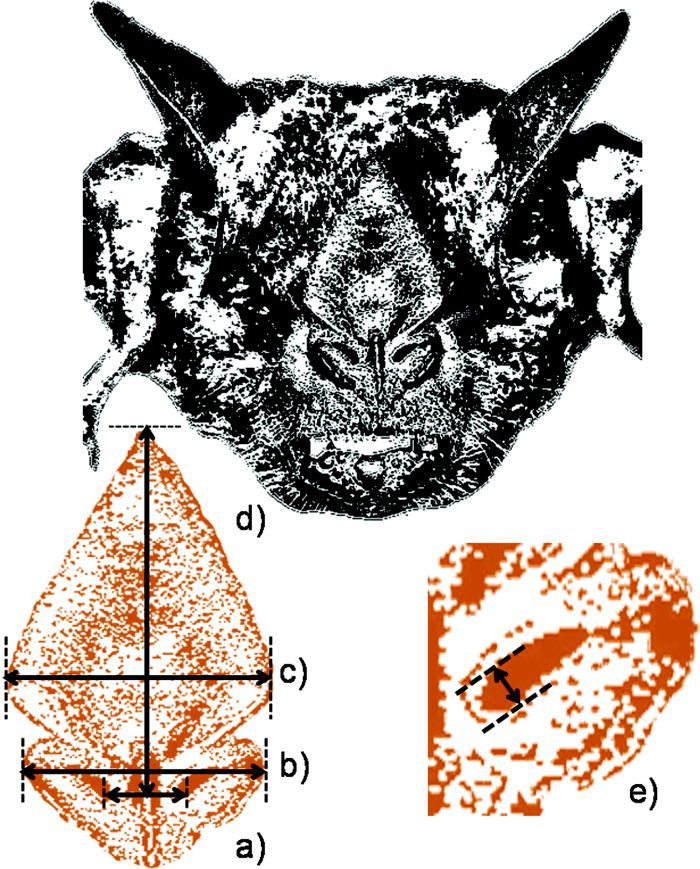 Echolocation call intensity and directionality in flying short-tailed ...