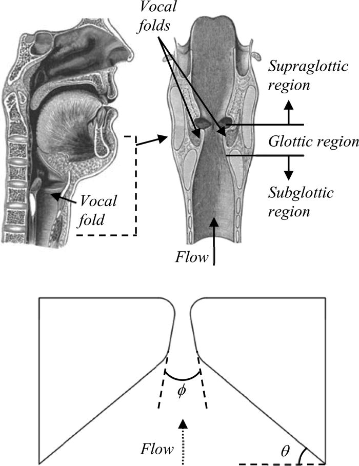 Effect of inferior surface angle on the self-oscillation of a ...