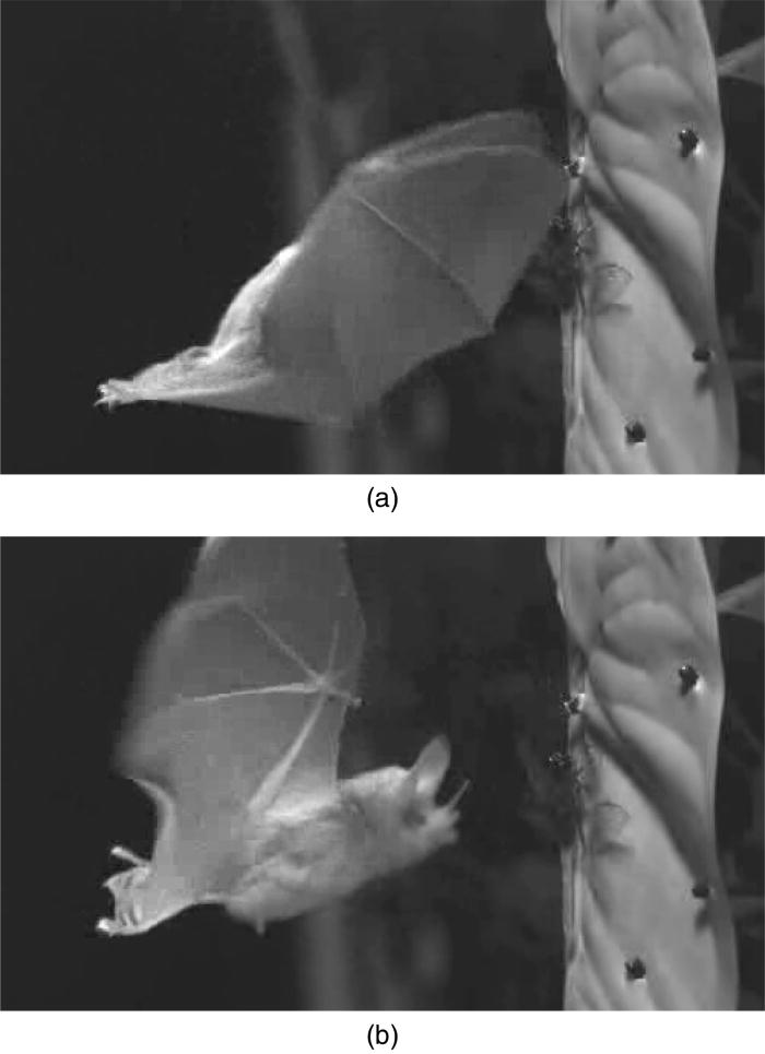Bat wing air pressures may deflect prey structures to provide echo cues for detecting prey in ...