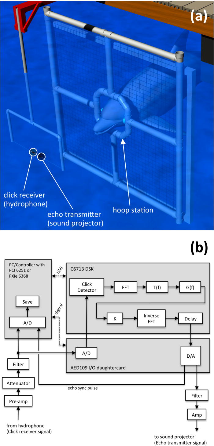 Dolphin “packet” use during long-range echolocation tasks | The Journal ...