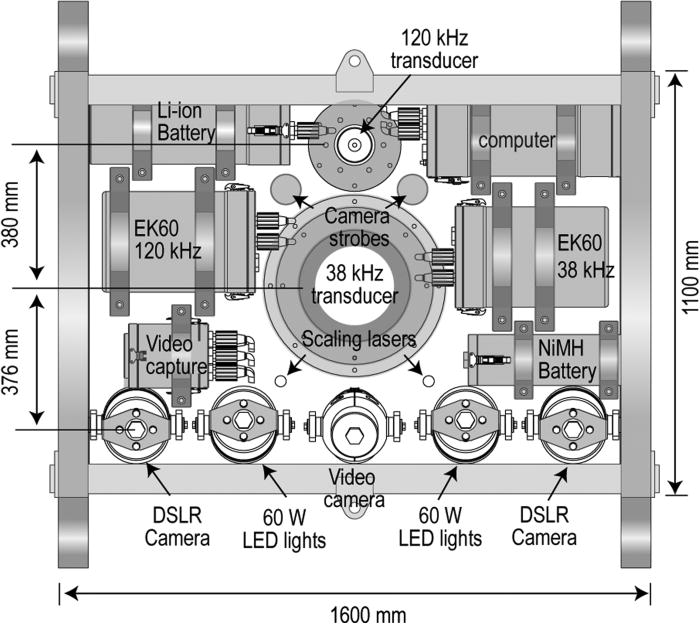 Identification and target strength of orange roughy (Hoplostethus ...
