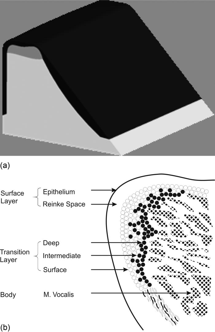 Material and shape optimization for multi-layered vocal fold models ...