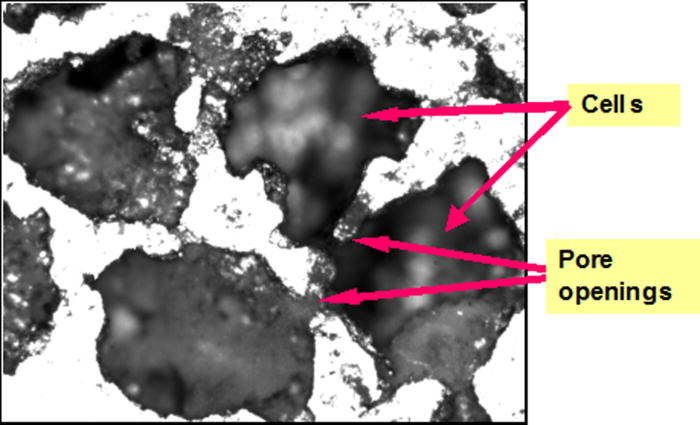 Acoustics of porous materials with partially opened porosity | The ...