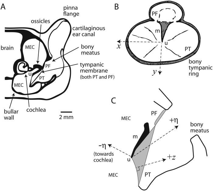 External and middle ear sound pressure distribution and acoustic ...