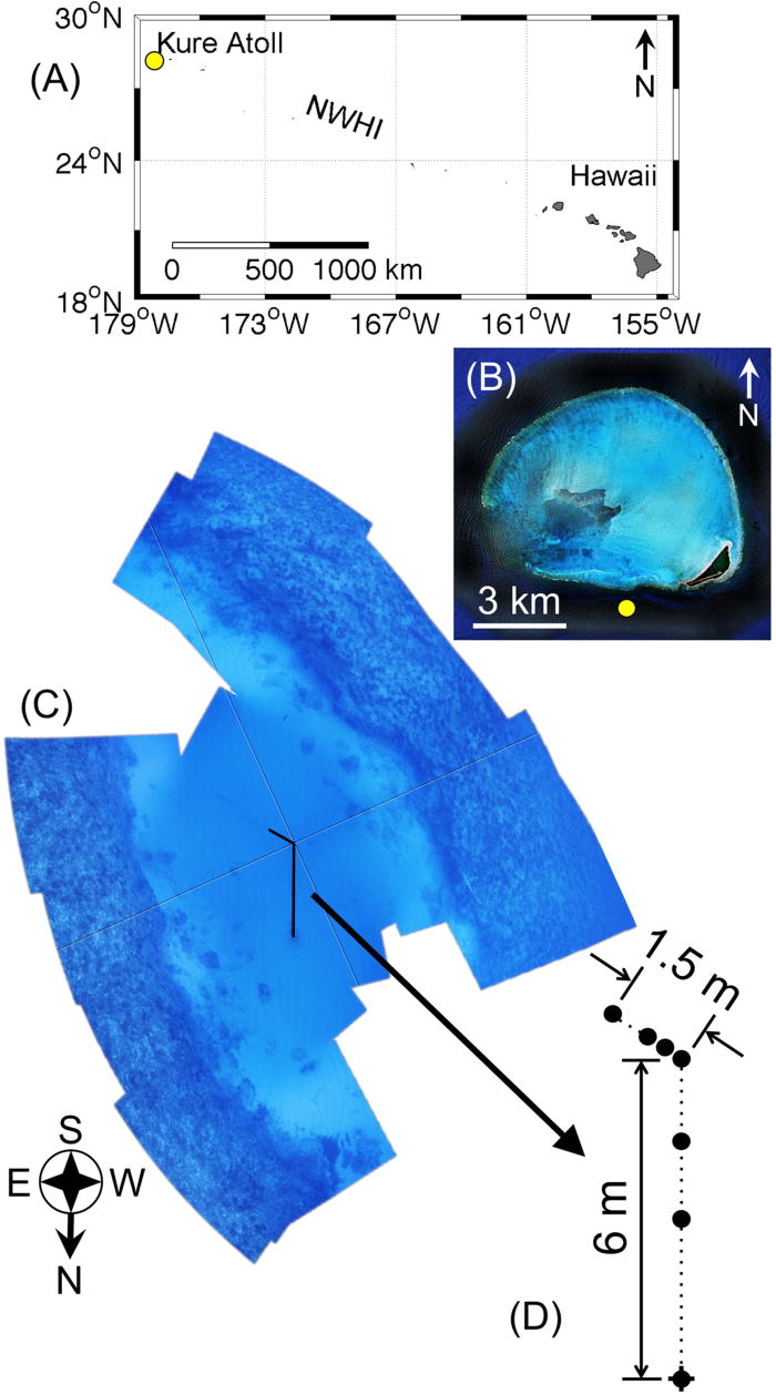 Cross-correlation, triangulation, and curved-wavefront focusing of ...