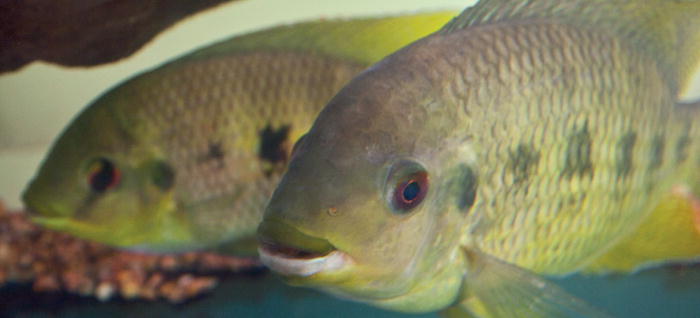 Automated detection of broadband clicks of freshwater fish using ...