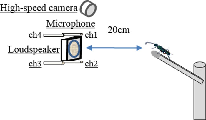 Echolocation of insects using intermittent frequency-modulated sounds ...