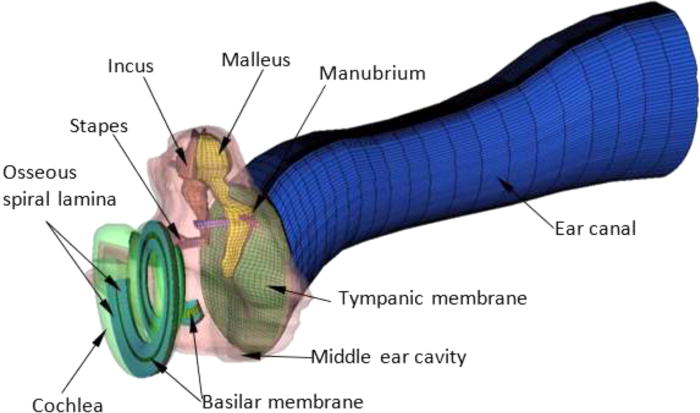Predictions of middle-ear and passive cochlear mechanics using a finite ...