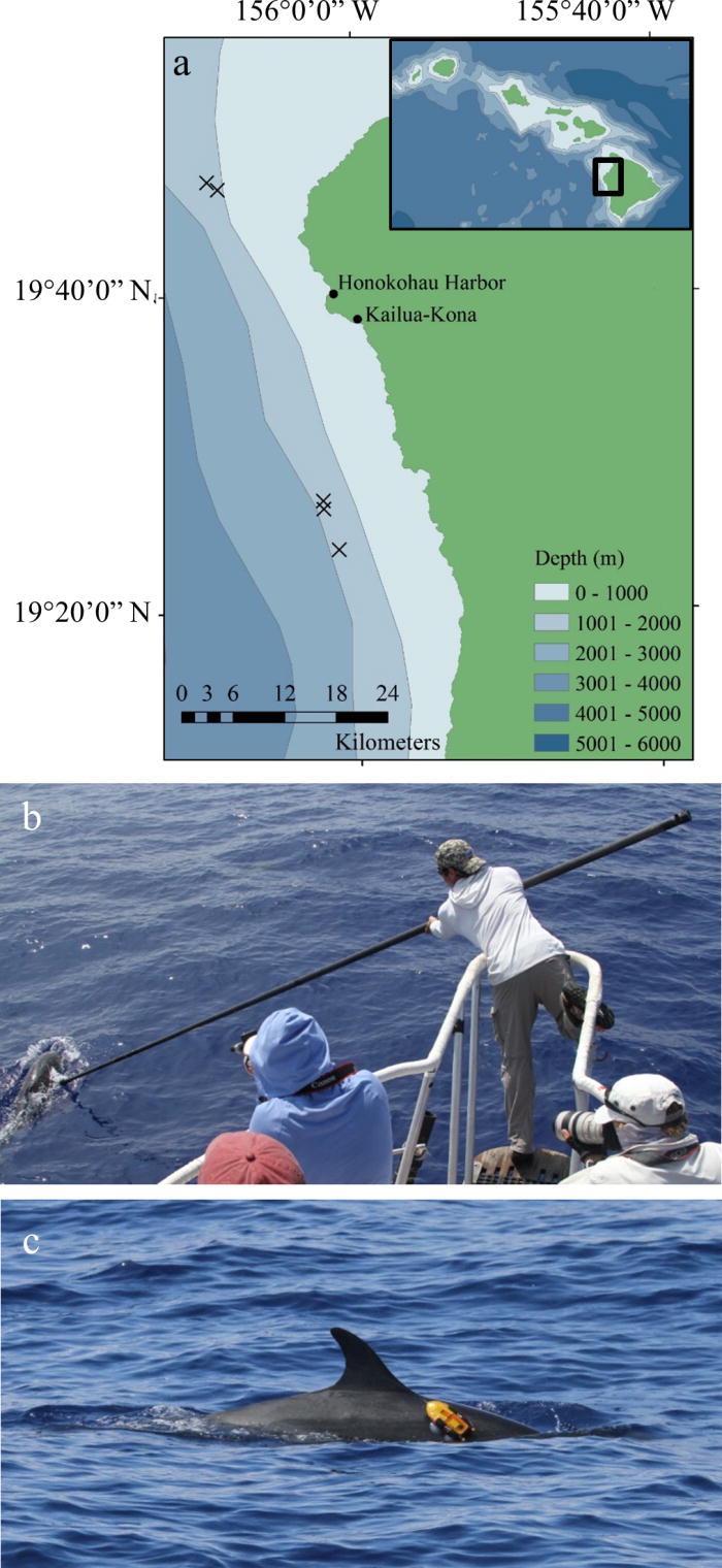 Whistle characteristics and daytime dive behavior in pantropical ...