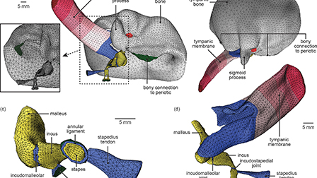 A model and experimental approach to the middle ear transfer function ...