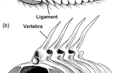 The importance of underwater sounds to gadoid fishesa) | The Journal of ...