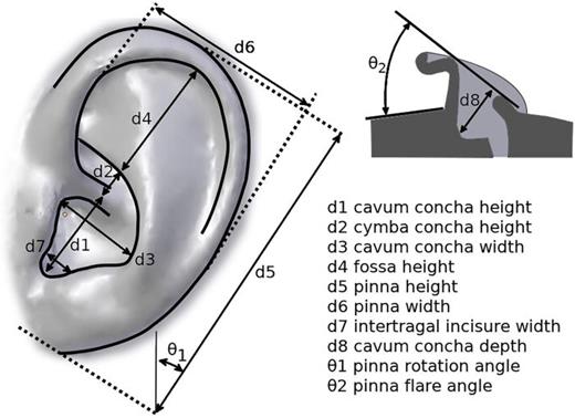 Sensitivity analysis of pinna morphology on head-related transfer ...
