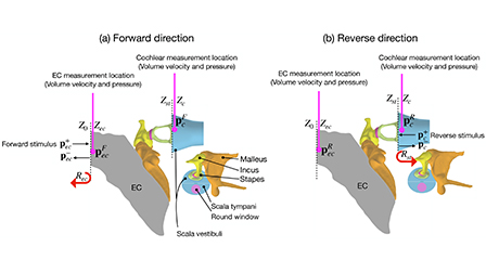 Stimulus-frequency otoacoustic emissions and middle-ear pressure gains ...