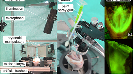 Synthetic mucus for an ex vivo phonation setup: Creation, application ...