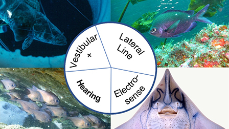 Fish bioacoustics: Navigating underwater sound | The Journal of the ...