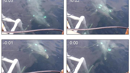 Dolphins reduce hearing sensitivity in anticipation of repetitive ...