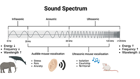 A review of ultrasonic vocalizations in mice and how they relate to ...