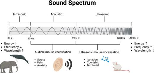 A review of ultrasonic vocalizations in mice and how they relate to ...