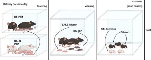 A review of ultrasonic vocalizations in mice and how they relate to ...