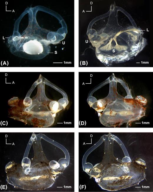 Comparison of the saccules and lagenae in six macrourid fishes from ...
