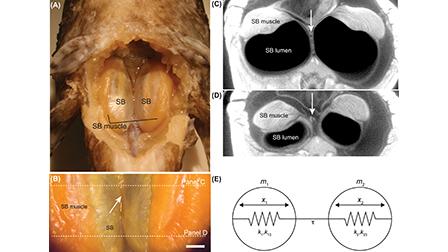 Sound production biomechanics in three-spined toadfish and potential ...