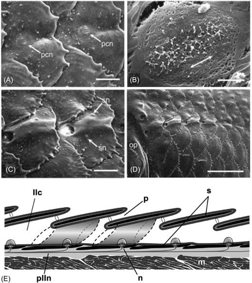 Structural and functional evolution of the mechanosensory lateral line ...