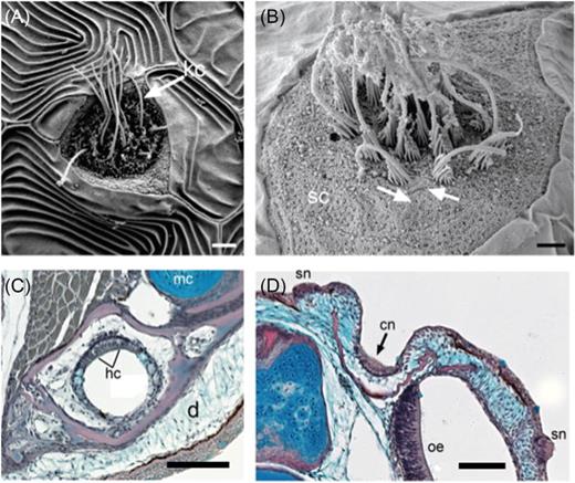 Structural and functional evolution of the mechanosensory lateral line ...
