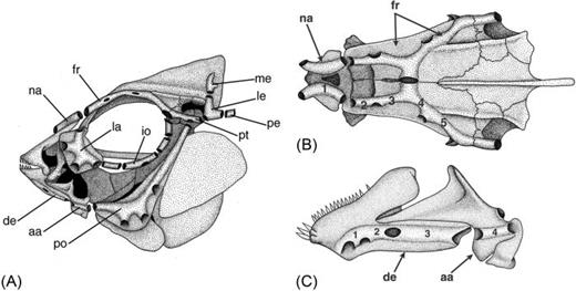 Structural and functional evolution of the mechanosensory lateral line ...