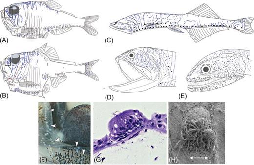 Structural and functional evolution of the mechanosensory lateral line ...