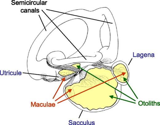 Diversity of sound production and hearing in fishes: Exploring the ...