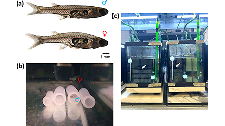 Characterization of the vocal behavior of the miniature and transparent ...