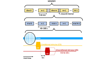 Dolphin short-term auditory fatigue and self-mitigation | The Journal ...