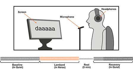 Modeling voice production and self-perception in noise: Understanding ...
