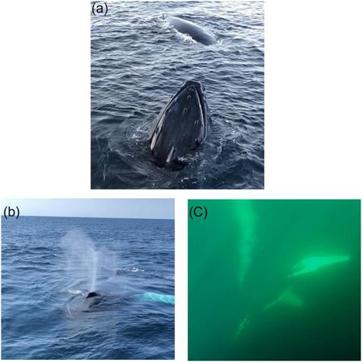 Humpback whale (Megaptera novaeangliae) breathing sound characteristics ...