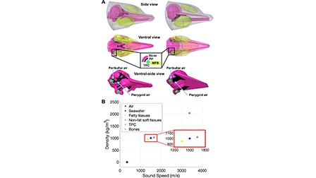 Head-related transfer function predictions reveal dominant sound propagation mechanisms to the ...
