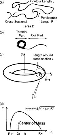 Morphological variation in a toroid generated from a single polymer ...