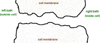 Kernel representations for flux and concentration in ion channel models ...